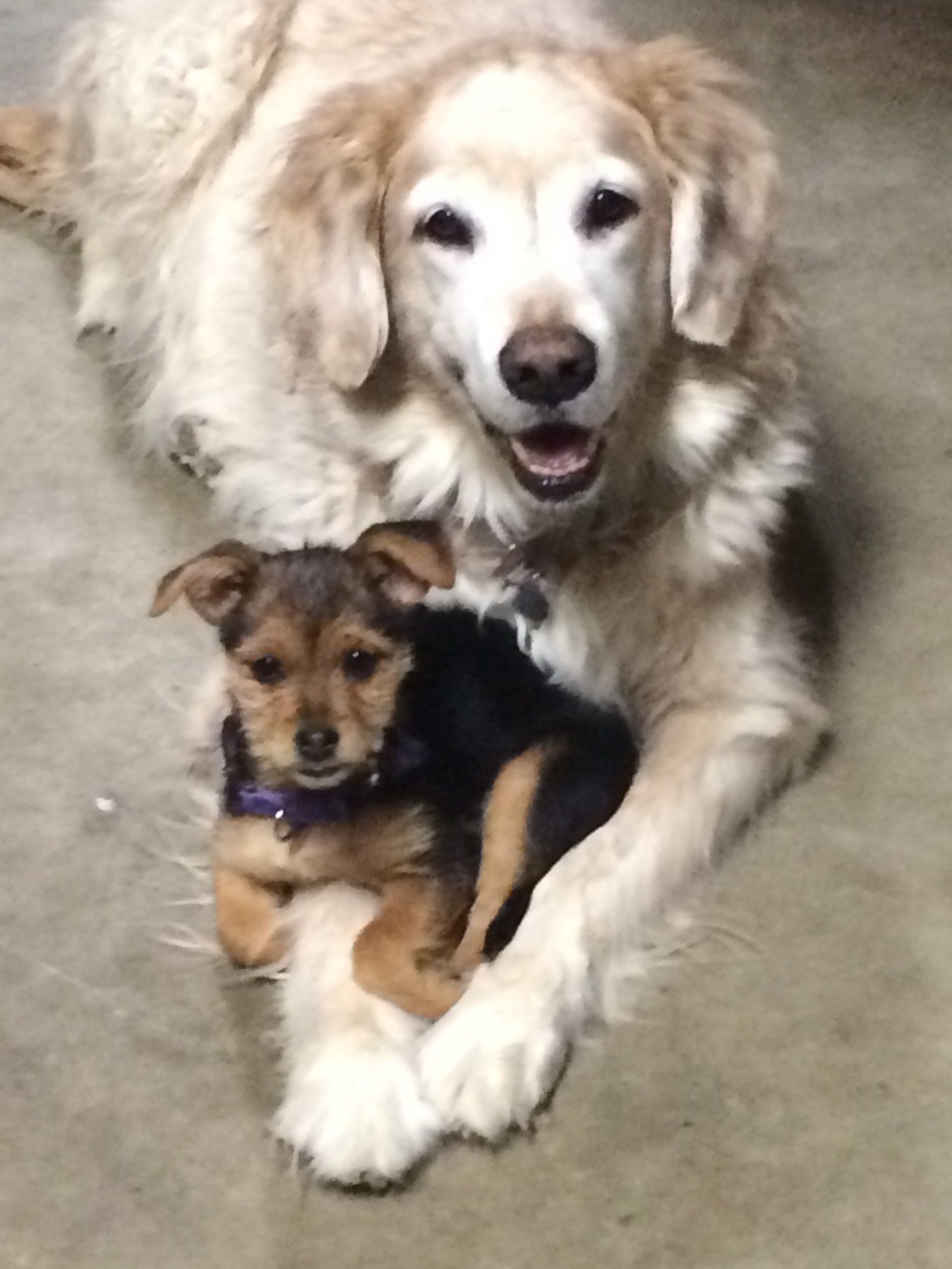 Who Can Foster? – Motley Zoo Animal Rescue