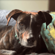 Available Dogs – Motley Zoo Animal Rescue