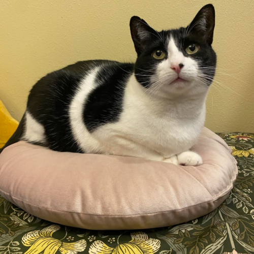 Available Cats – Motley Zoo Animal Rescue