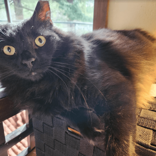 Ocean Shores – Motley Zoo Animal Rescue