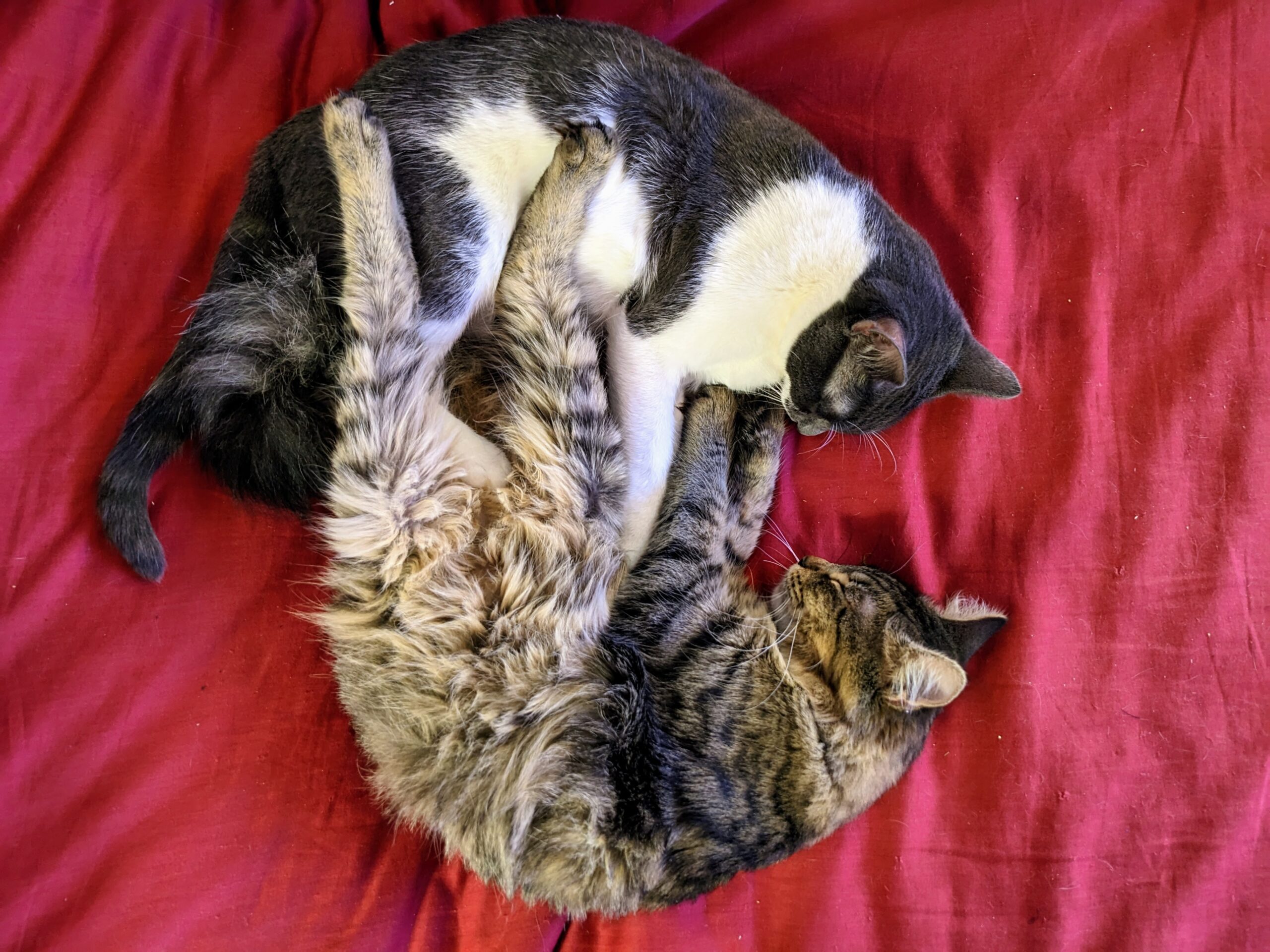 Azelf – Motley Zoo Animal Rescue