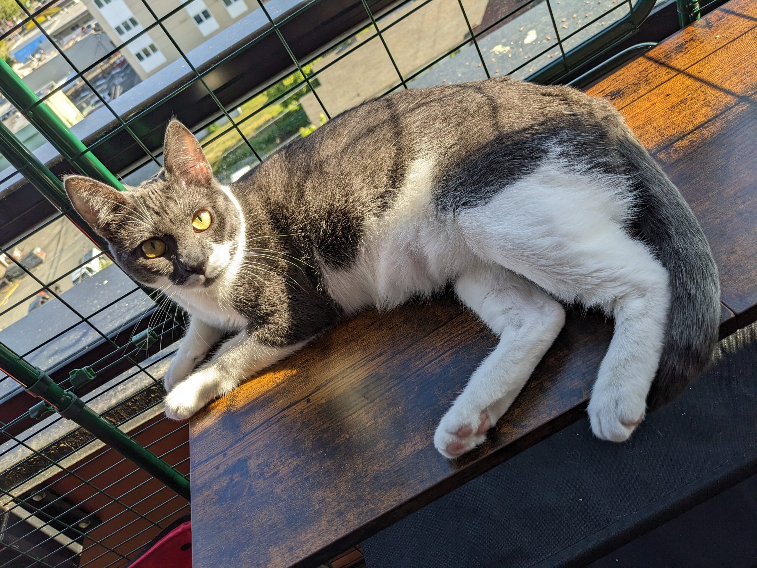 Azelf – Motley Zoo Animal Rescue