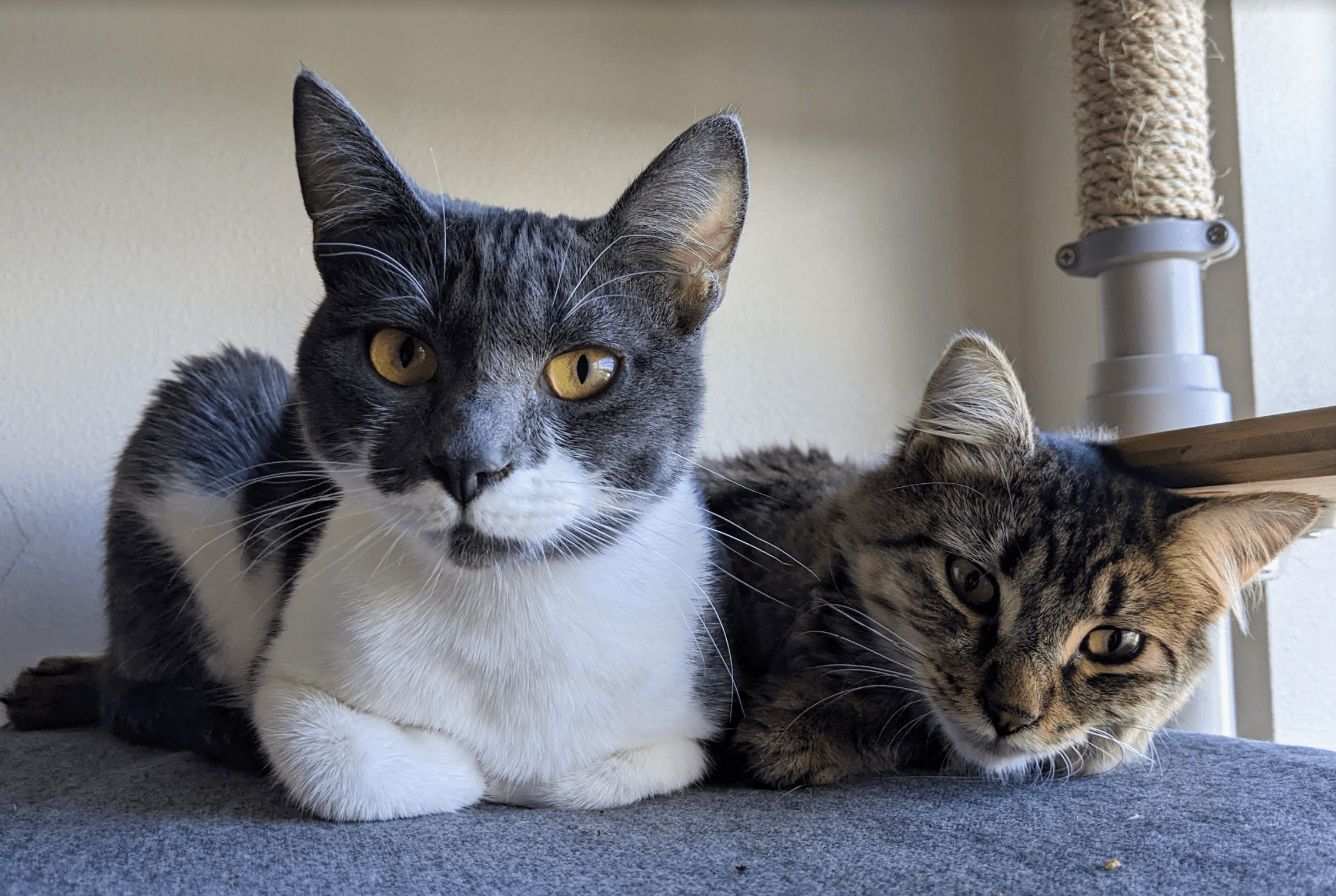 Uxie – Motley Zoo Animal Rescue