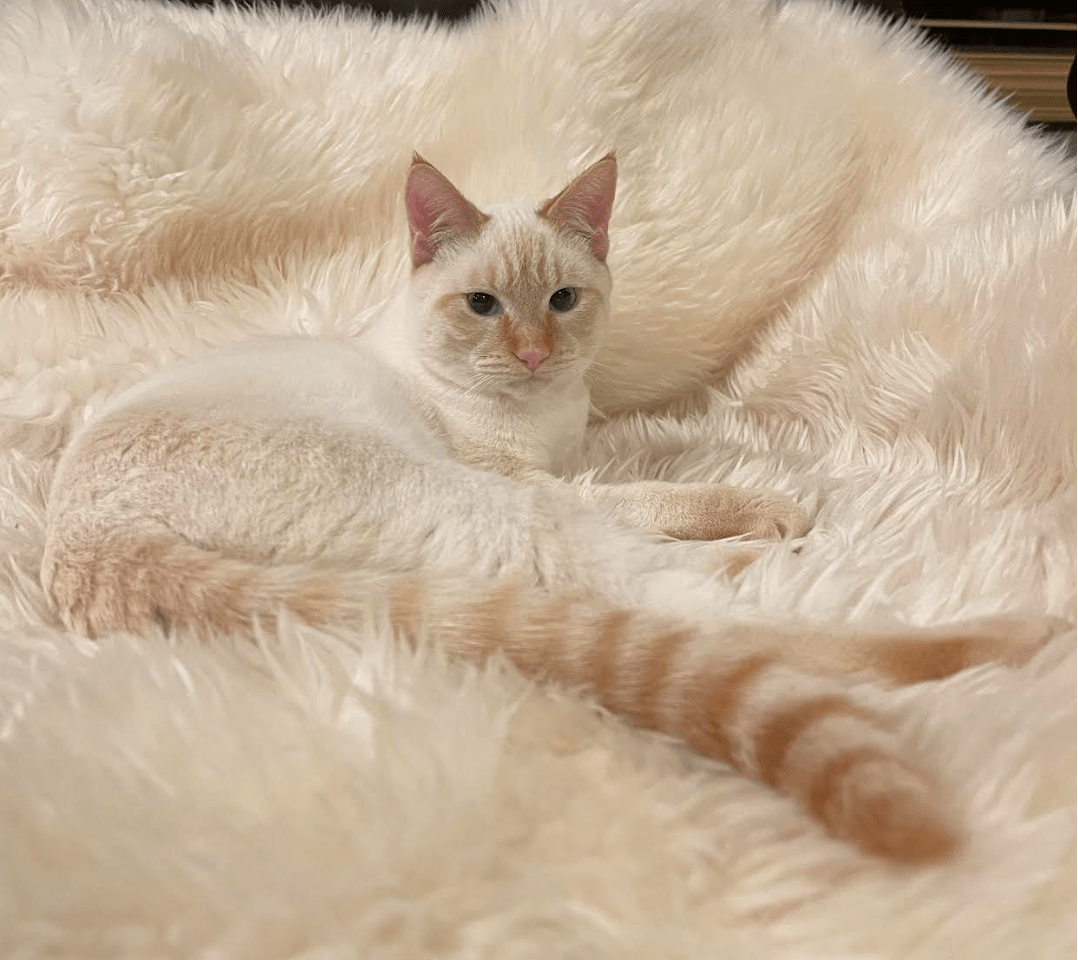 Sir Carter – Motley Zoo Animal Rescue