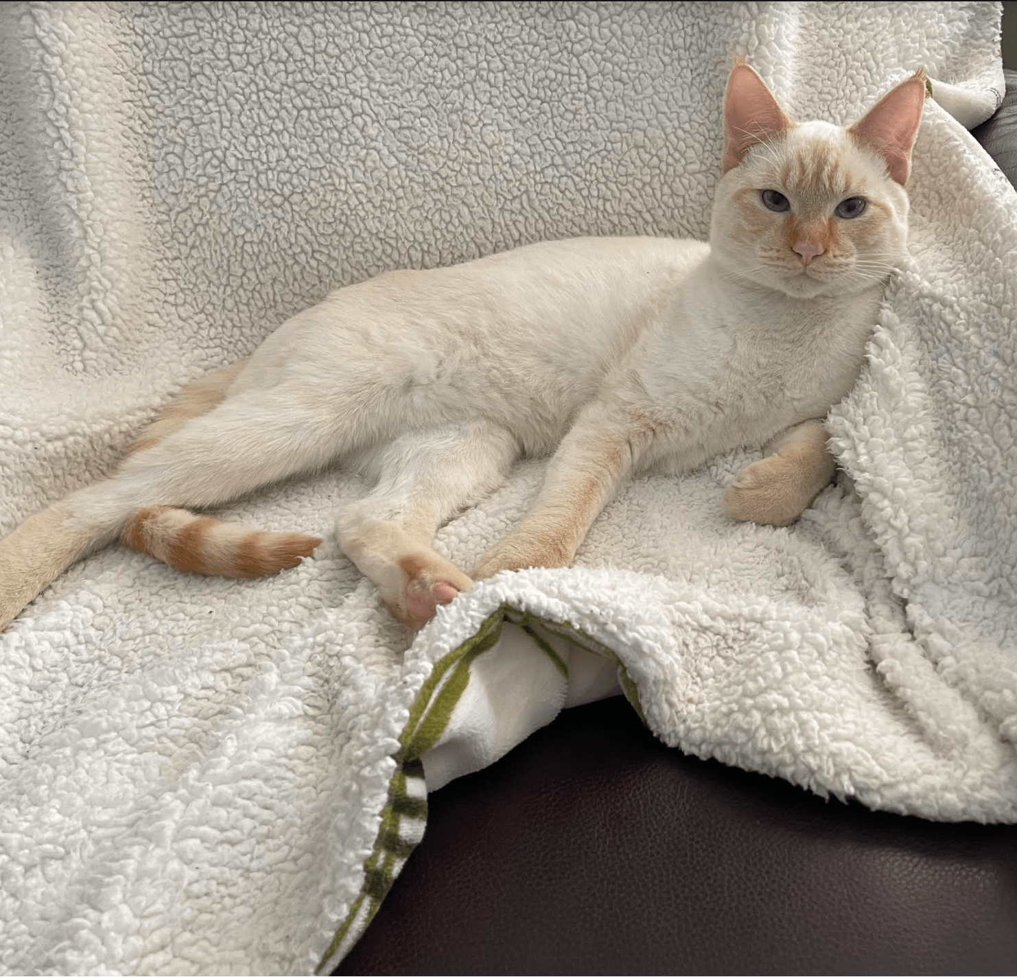 Sir Carter – Motley Zoo Animal Rescue