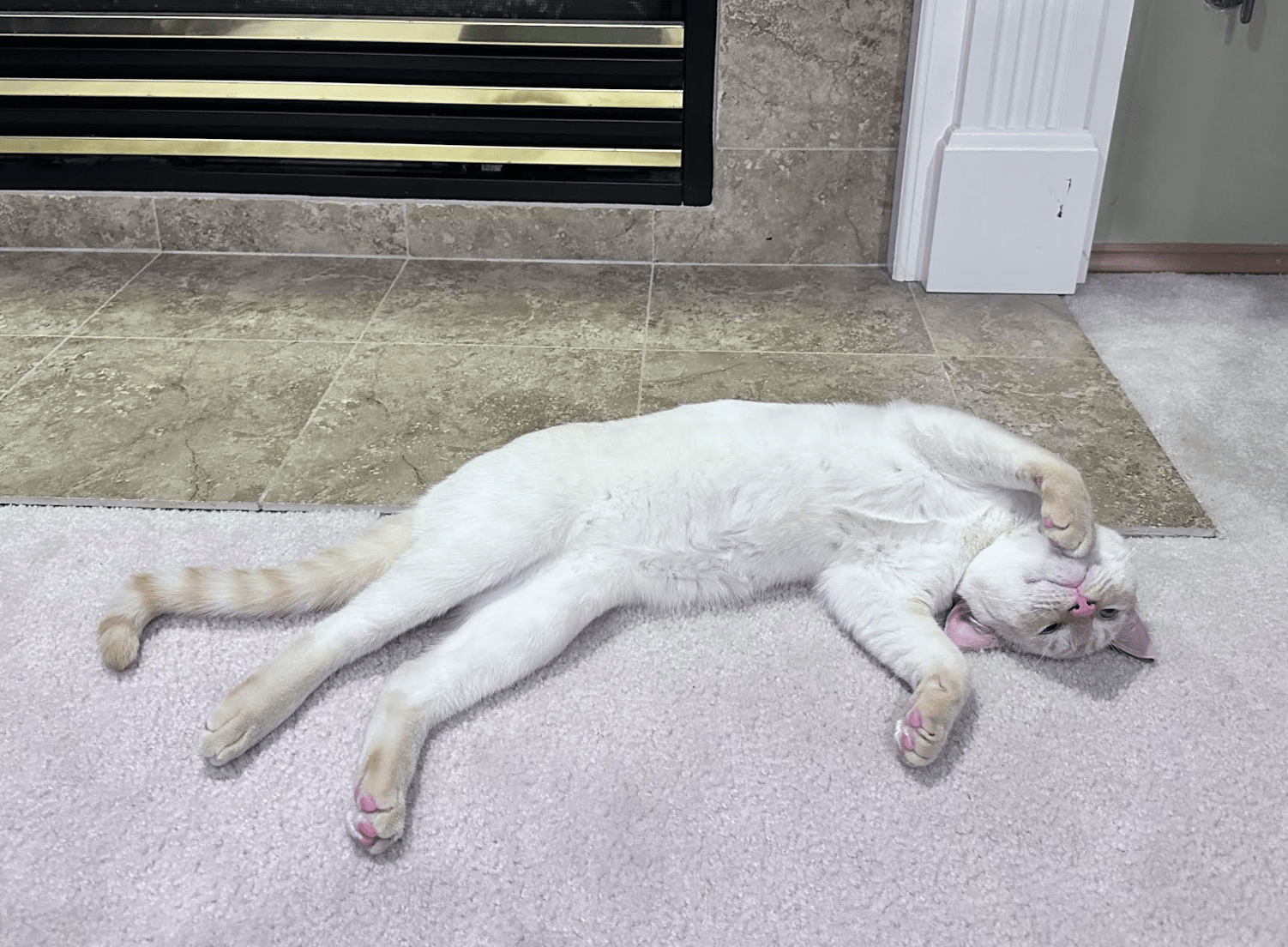 Sir Carter – Motley Zoo Animal Rescue