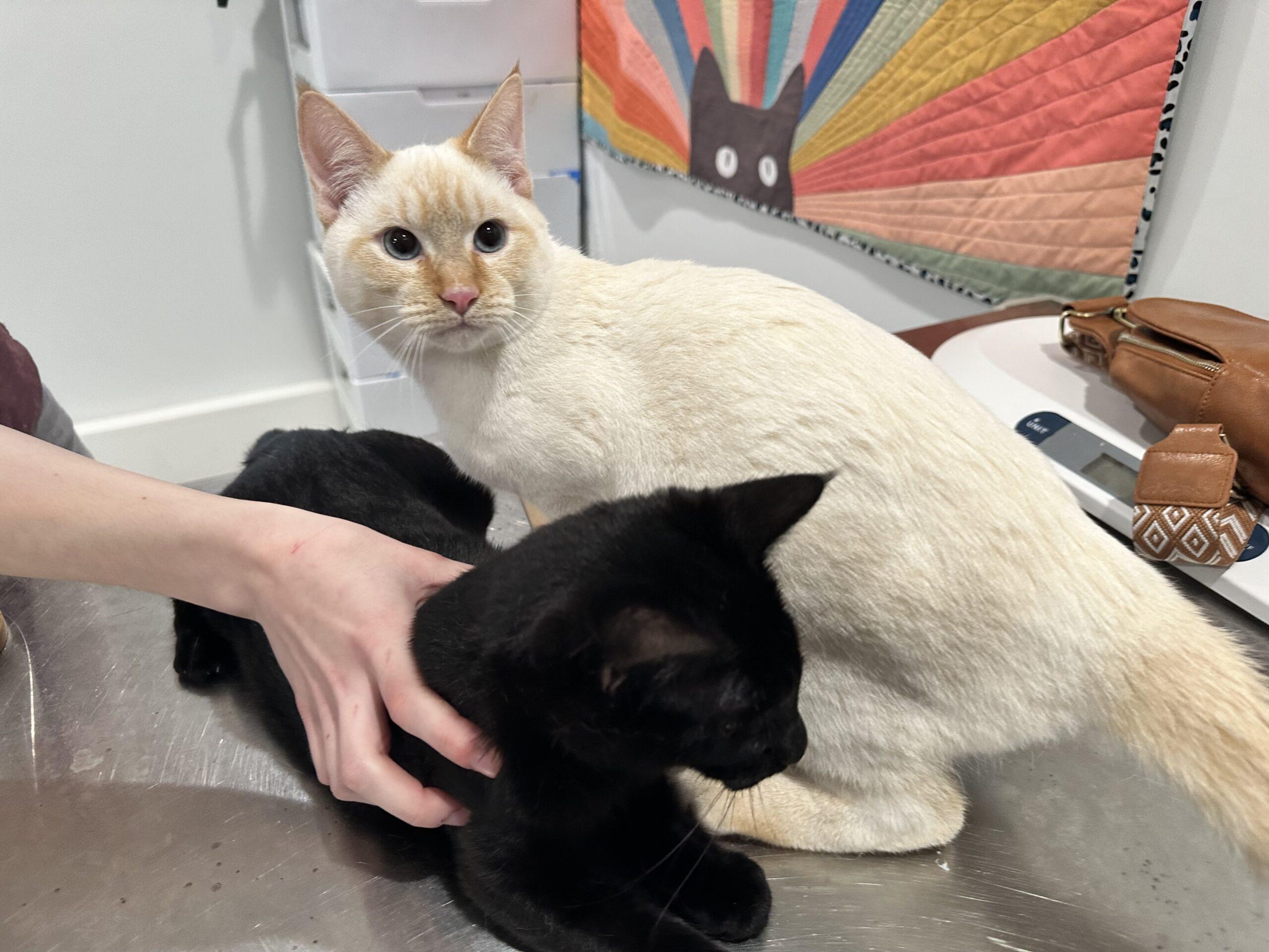 Sir Carter – Motley Zoo Animal Rescue