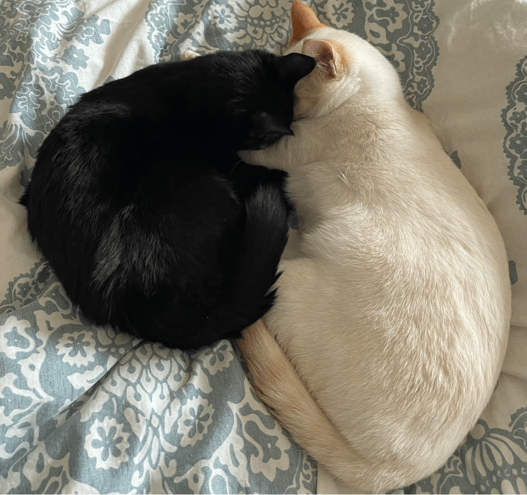 Sir Carter – Motley Zoo Animal Rescue