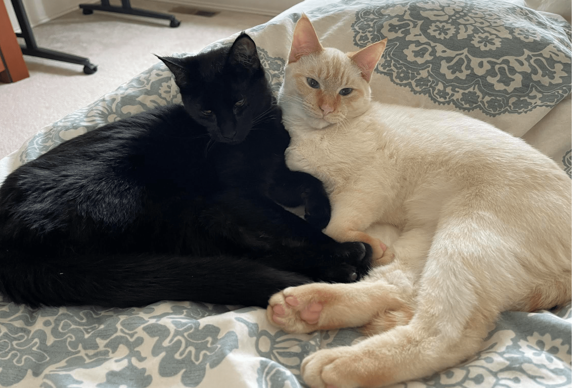 Sir Carter – Motley Zoo Animal Rescue