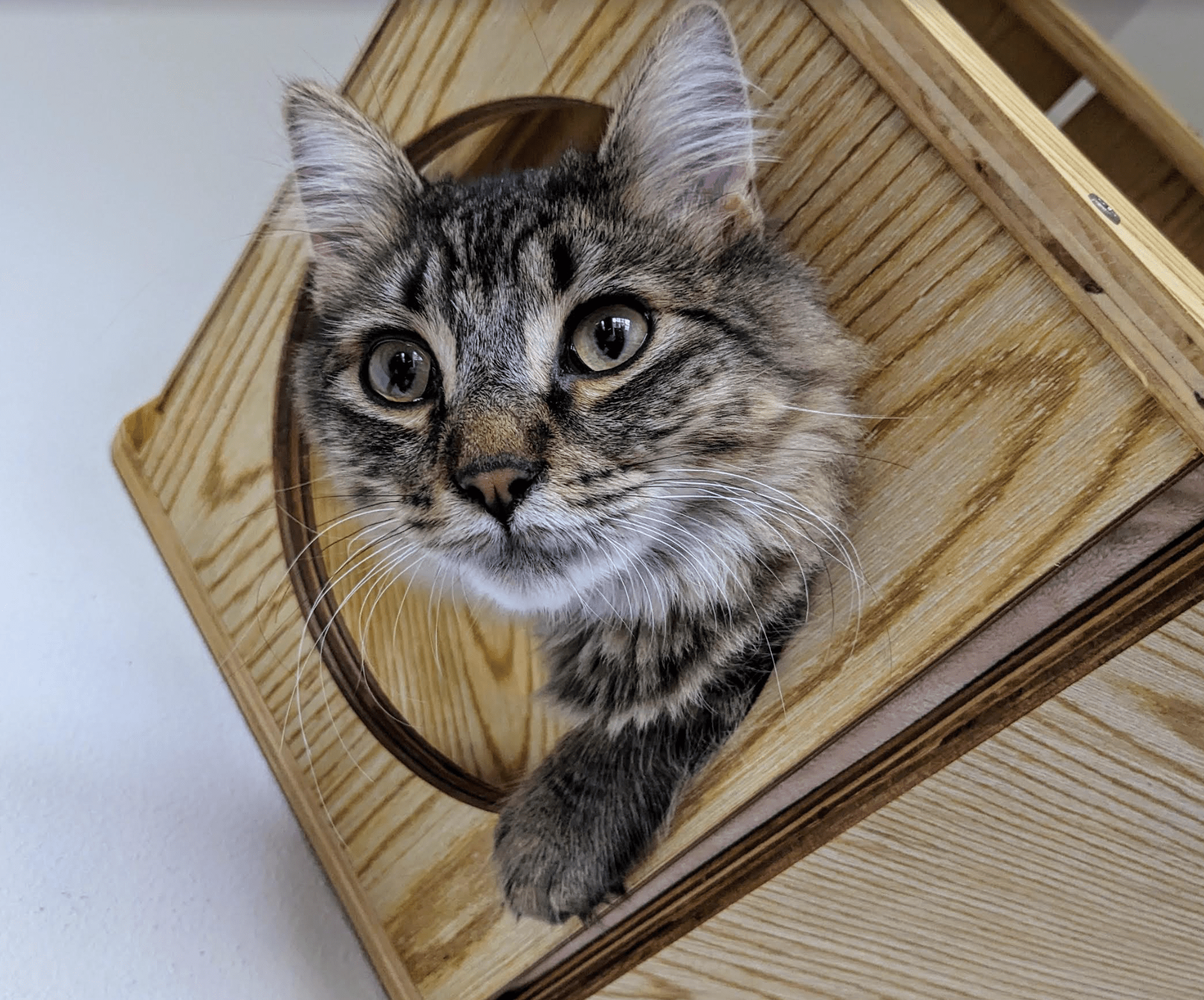 Uxie – Motley Zoo Animal Rescue