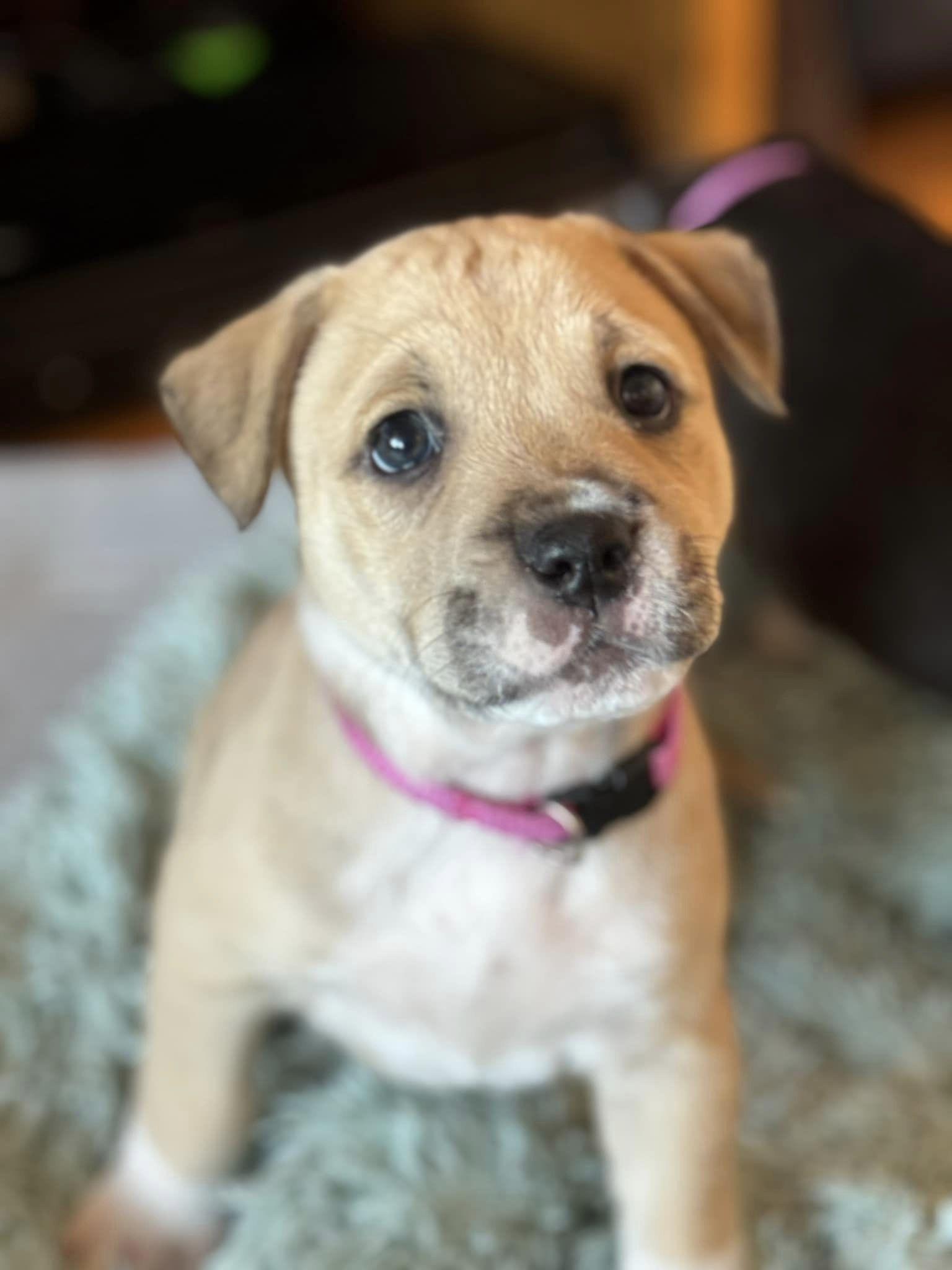 Tito’s Paloma – Motley Zoo Animal Rescue