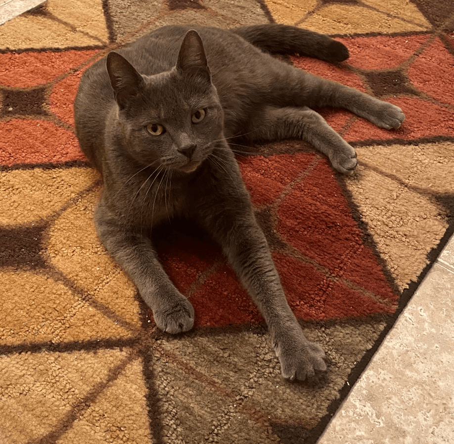 Grey Goose Vodka – Motley Zoo Animal Rescue