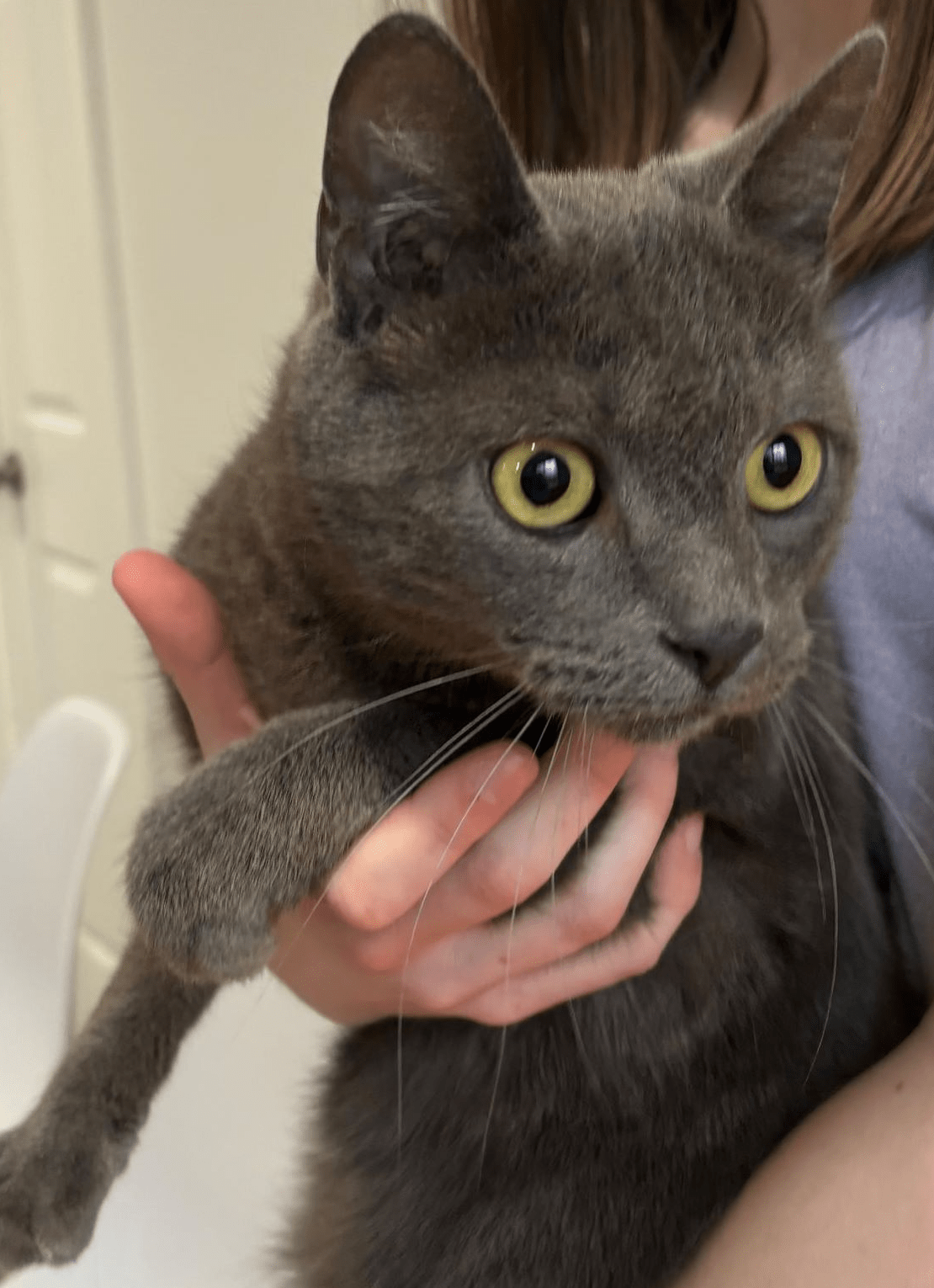 Grey Goose Vodka – Motley Zoo Animal Rescue