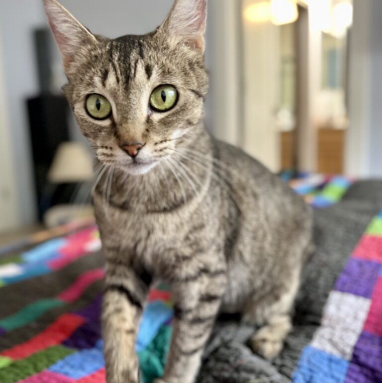 Available Cats – Motley Zoo Animal Rescue