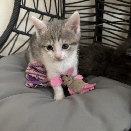 Chamomile – Motley Zoo Animal Rescue