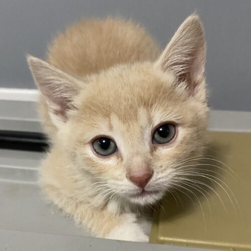 Orange Dream Machine – Motley Zoo Animal Rescue