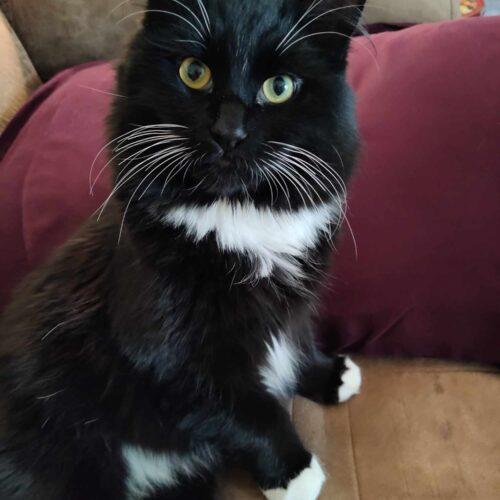 Available Cats – Motley Zoo Animal Rescue