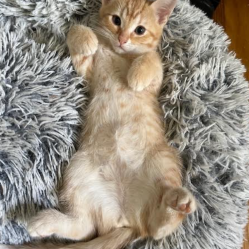 Vicki Lawrence – Motley Zoo Animal Rescue