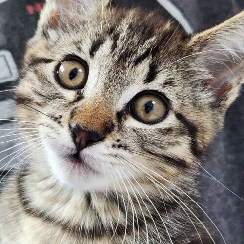 Available Cats – Motley Zoo Animal Rescue