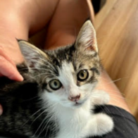 Available Cats – Motley Zoo Animal Rescue