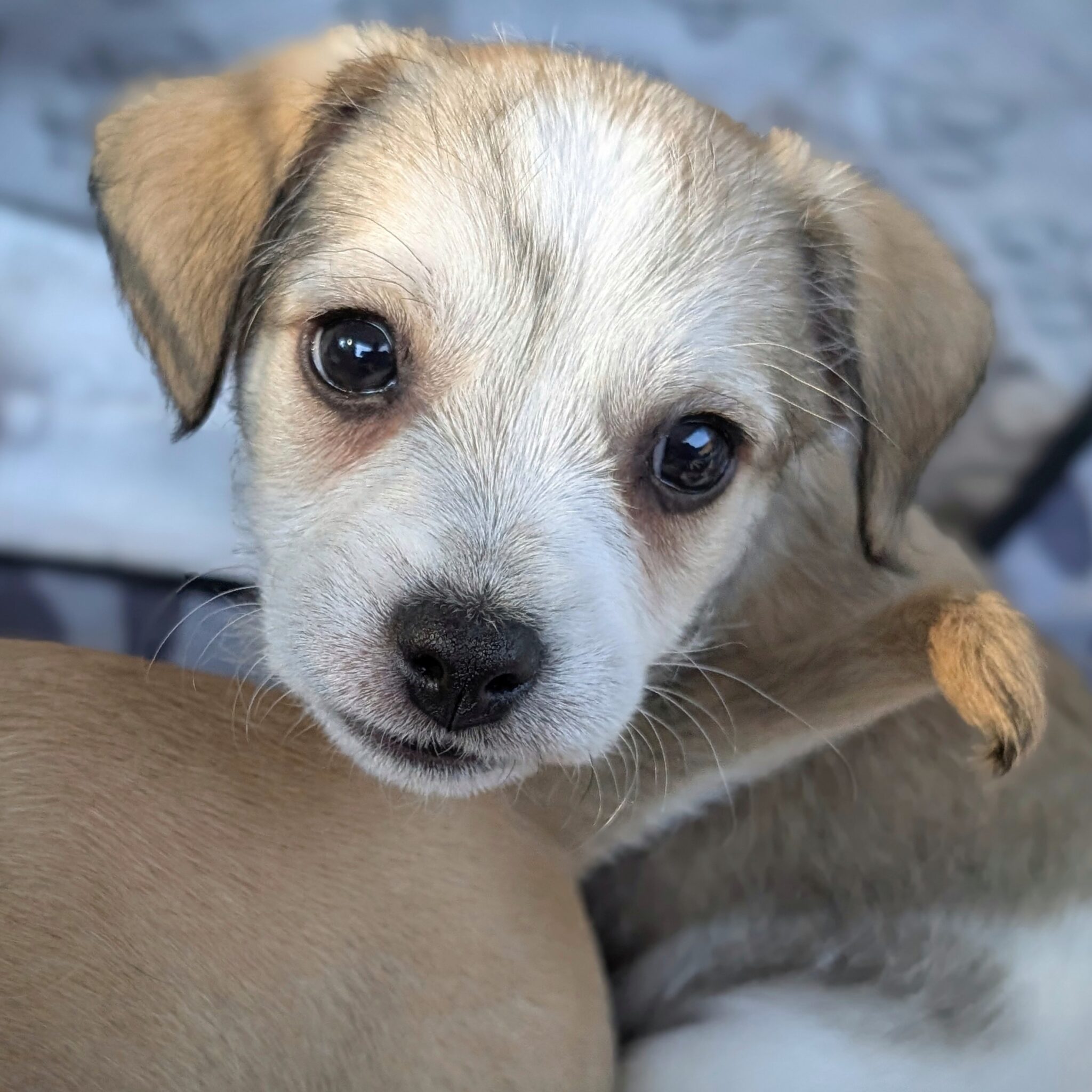 Available Dogs – Motley Zoo Animal Rescue