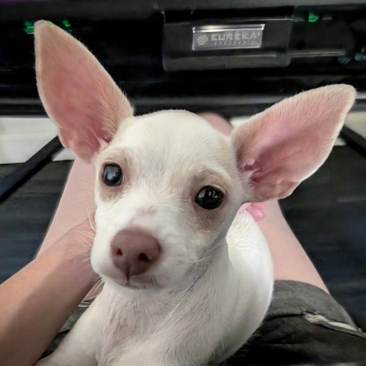 Available Dogs – Motley Zoo Animal Rescue