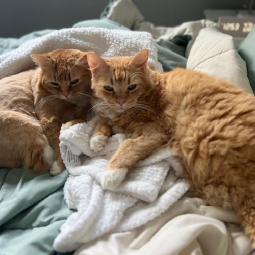 Available Cats – Motley Zoo Animal Rescue