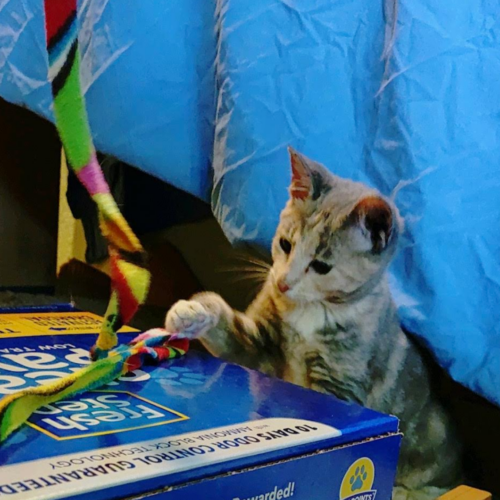 Available Cats – Motley Zoo Animal Rescue