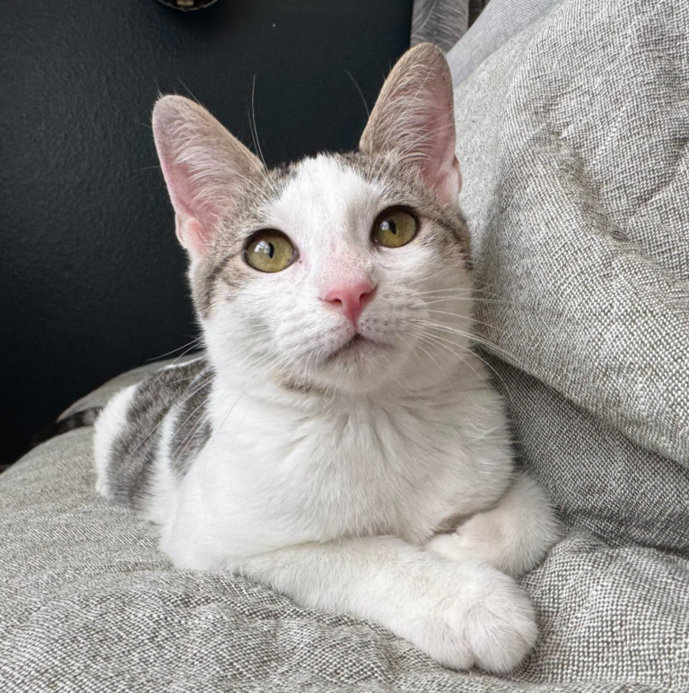 Available Cats – Motley Zoo Animal Rescue