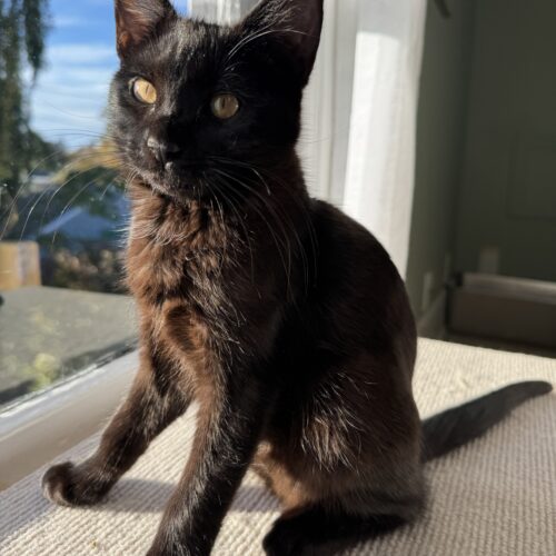 Available Cats – Motley Zoo Animal Rescue