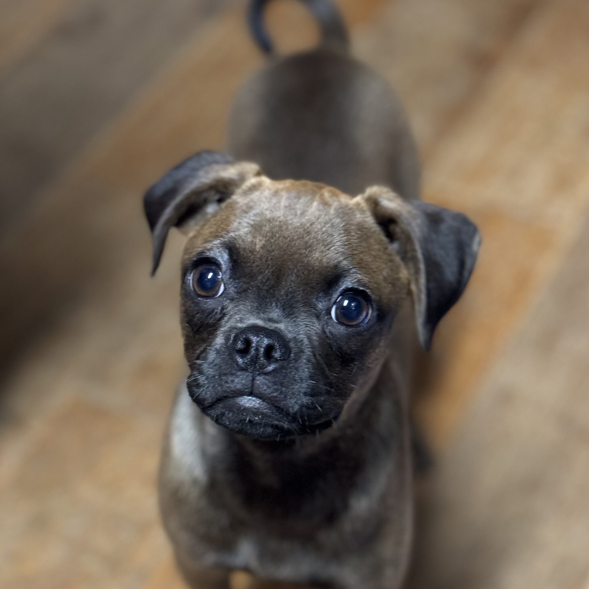 Available Dogs – Motley Zoo Animal Rescue