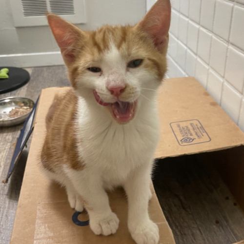 Available Cats – Motley Zoo Animal Rescue