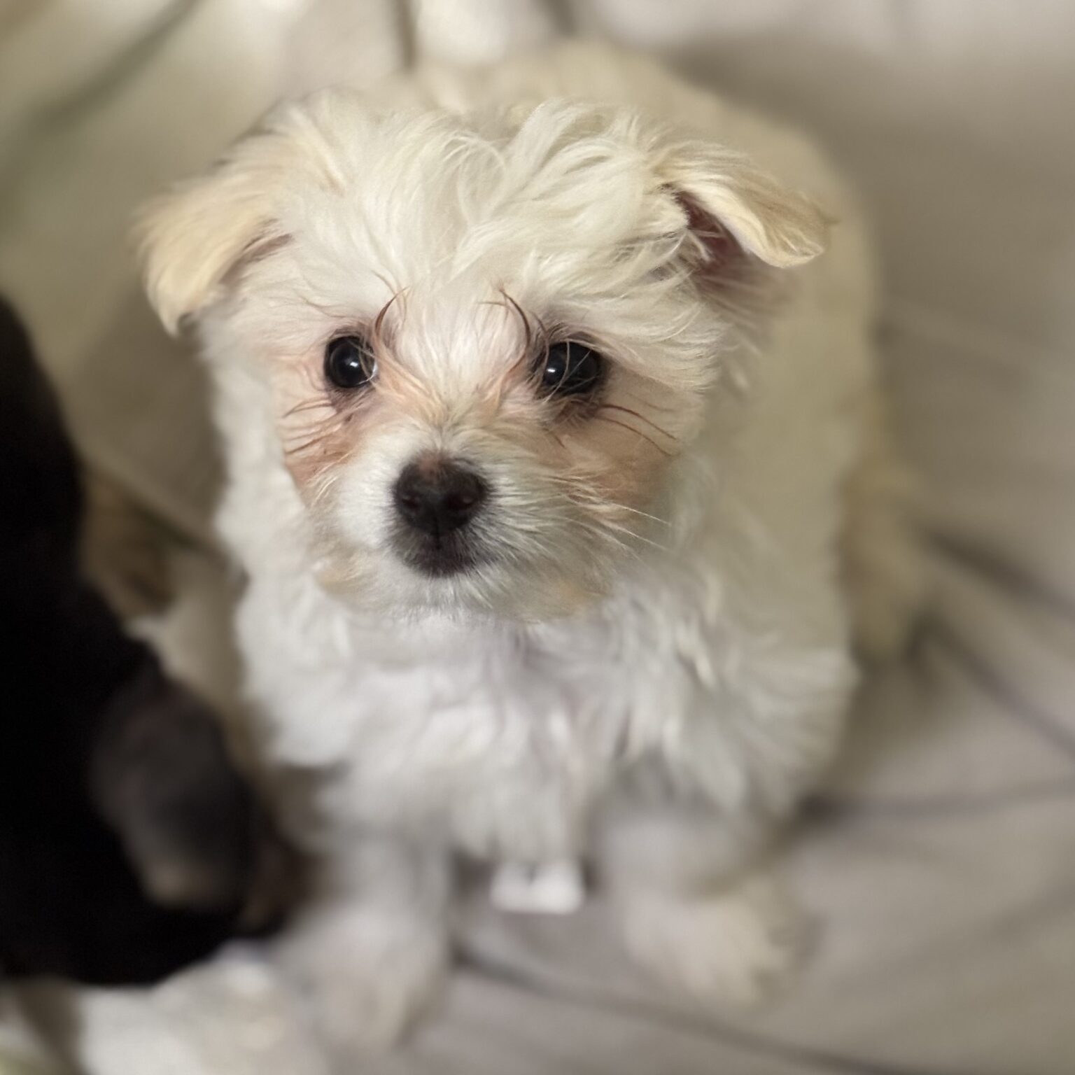 Available Dogs – Motley Zoo Animal Rescue