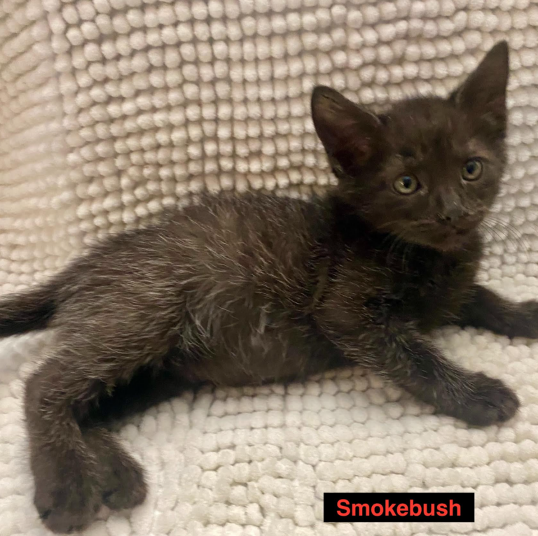 Available Cats – Motley Zoo Animal Rescue